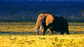 AndBeyond Tanzania in Tour - Tour Package Deals